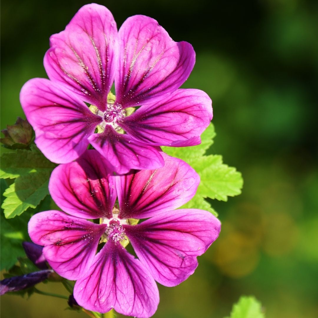 Mallow Flower Extract (Malva sylvestris) - Beautyologie