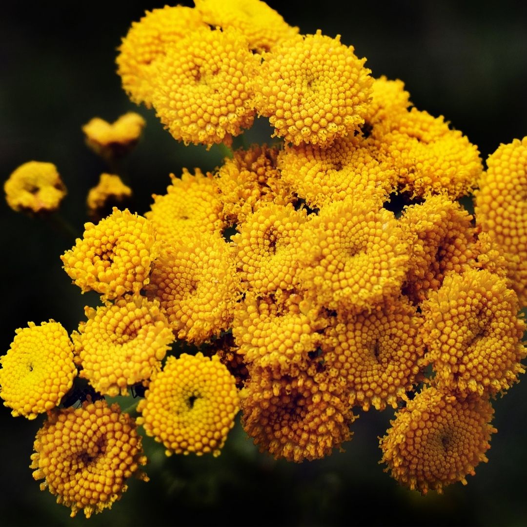 Blue Tansy Oil Benefits | Skincare Products | Anti-Aging