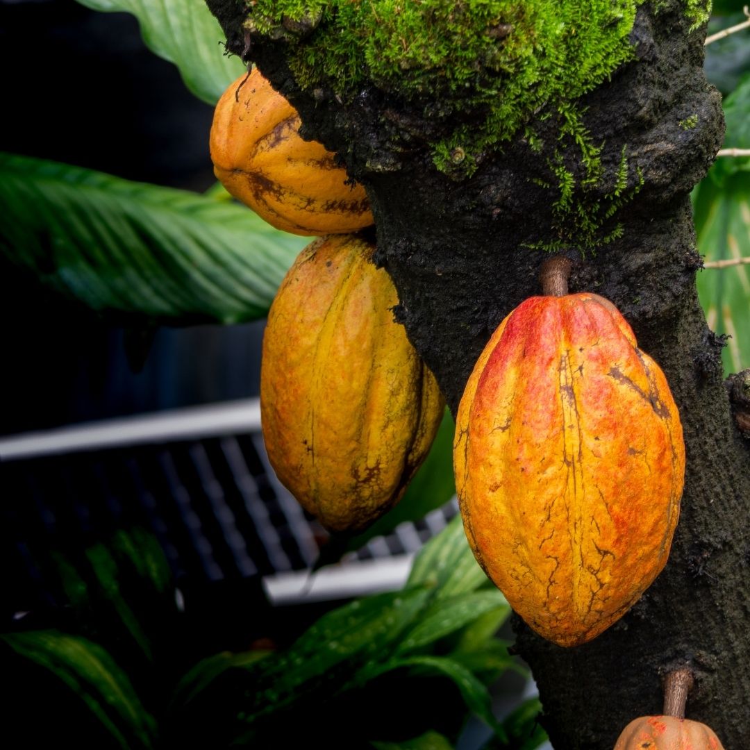 Cacao Benefits for Skin and Hair | Cacao Skincare Products