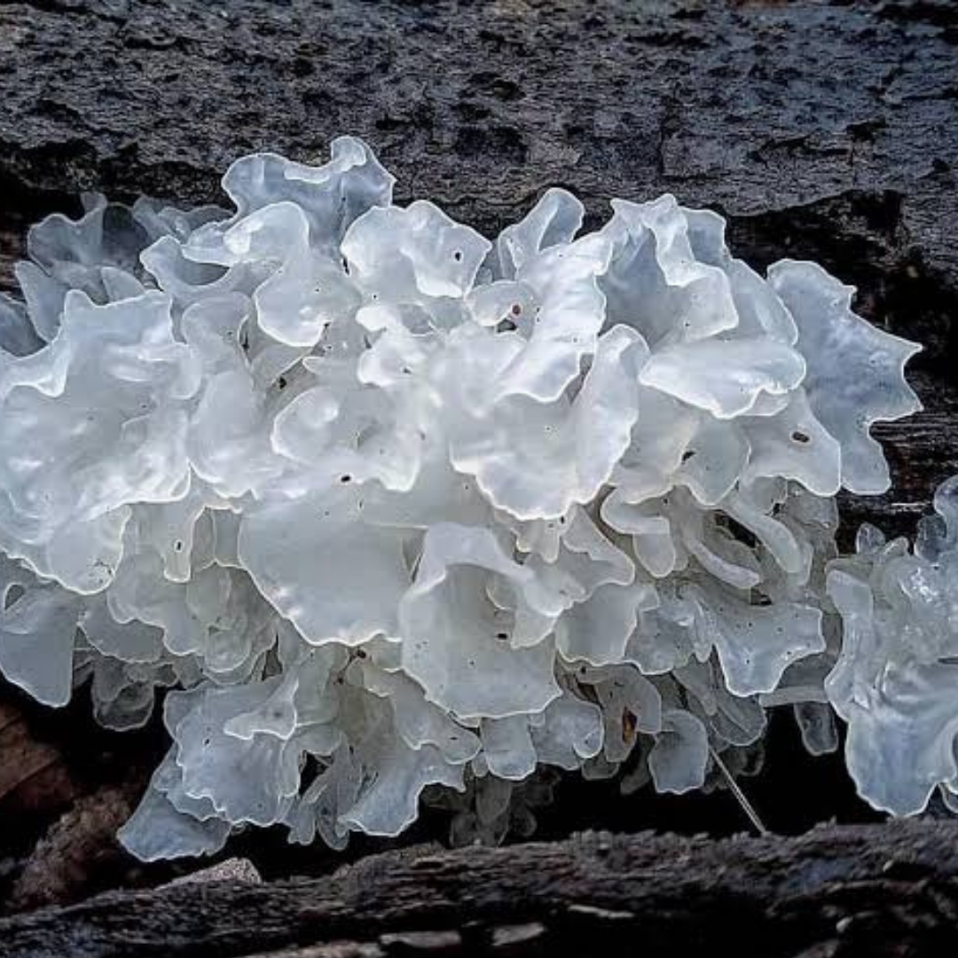 Snow Mushrooms Benefits for Skin and Skincare Products